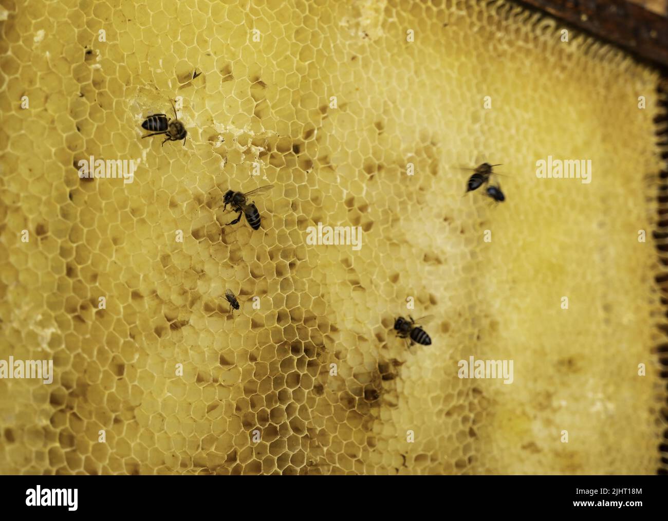 Detail of insects making honey, hive Stock Photo - Alamy