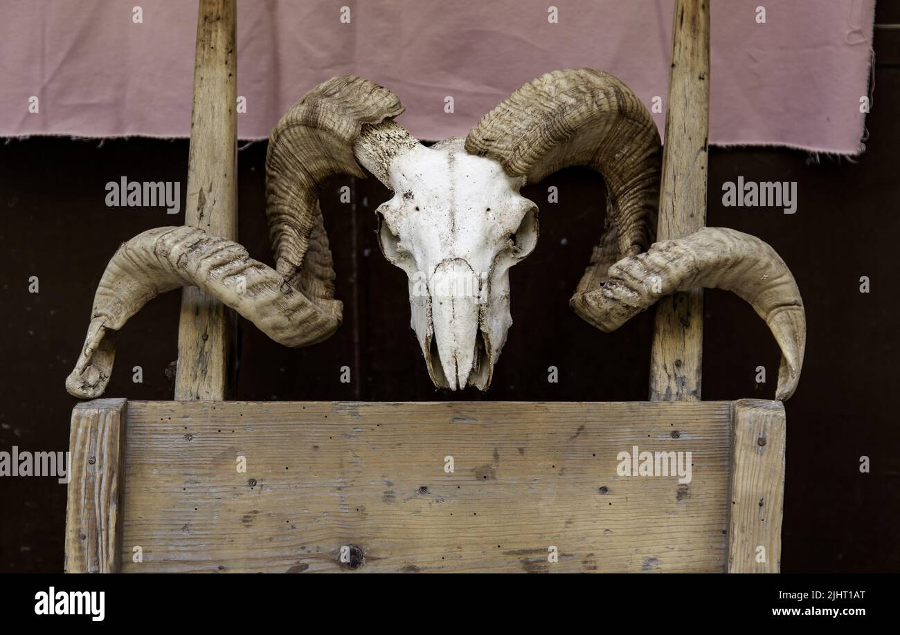 Dead animal bones hi-res stock photography and images - Alamy