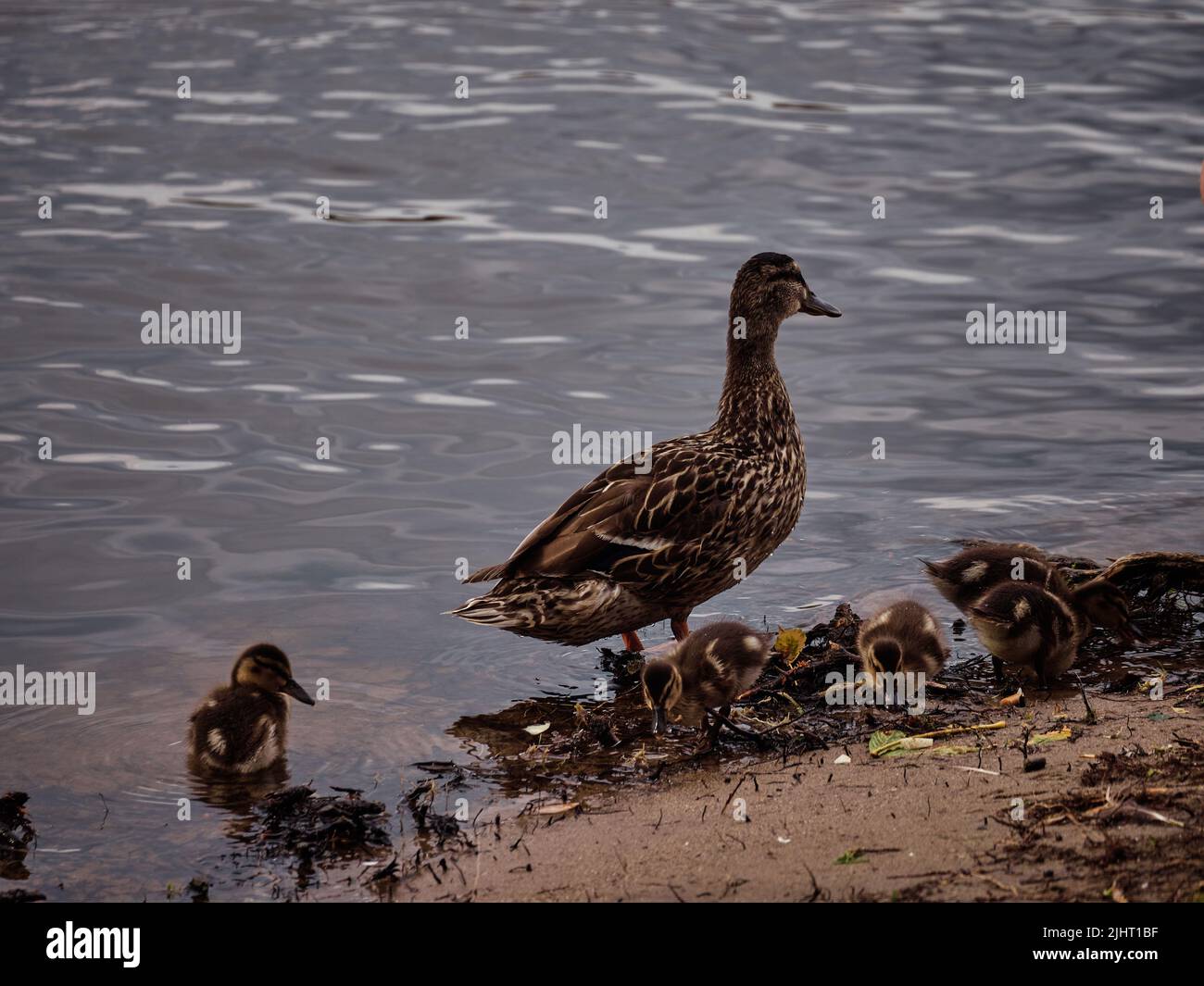 Mallard duck female small hi-res stock photography and images - Alamy