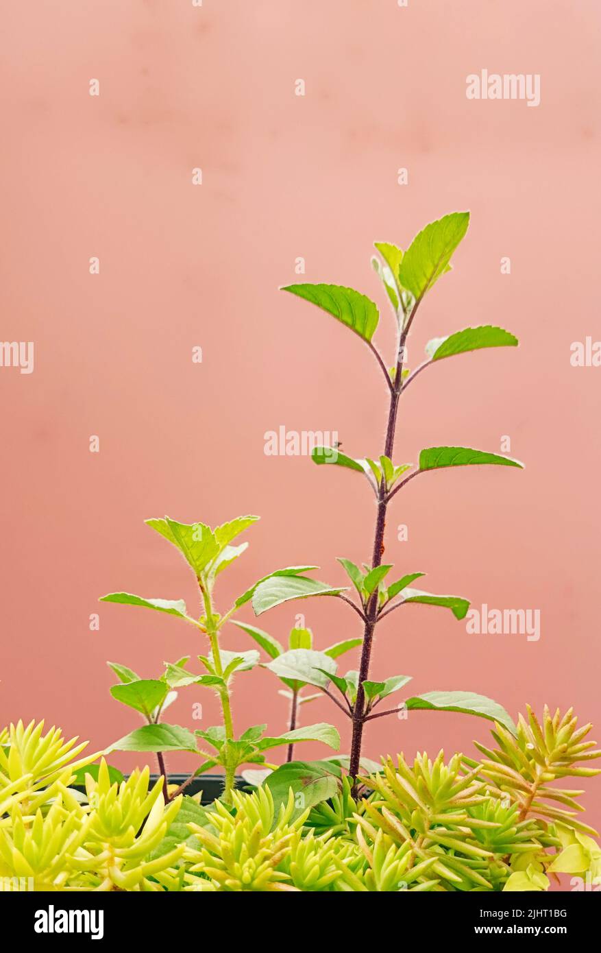 A vertical shot of small mint trees and succulents with a peach colored ...