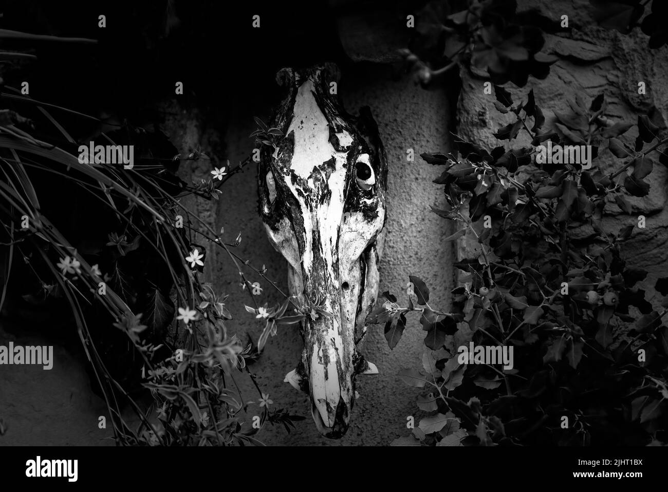 Detail of dead animal bones, witchcraft and superstition Stock Photo ...