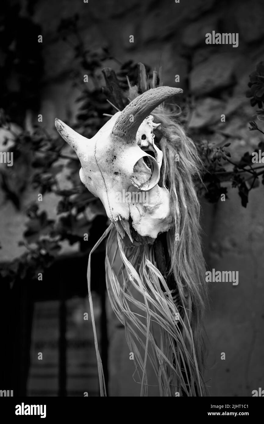 Detail of dead animal bones, witchcraft and superstition Stock Photo ...