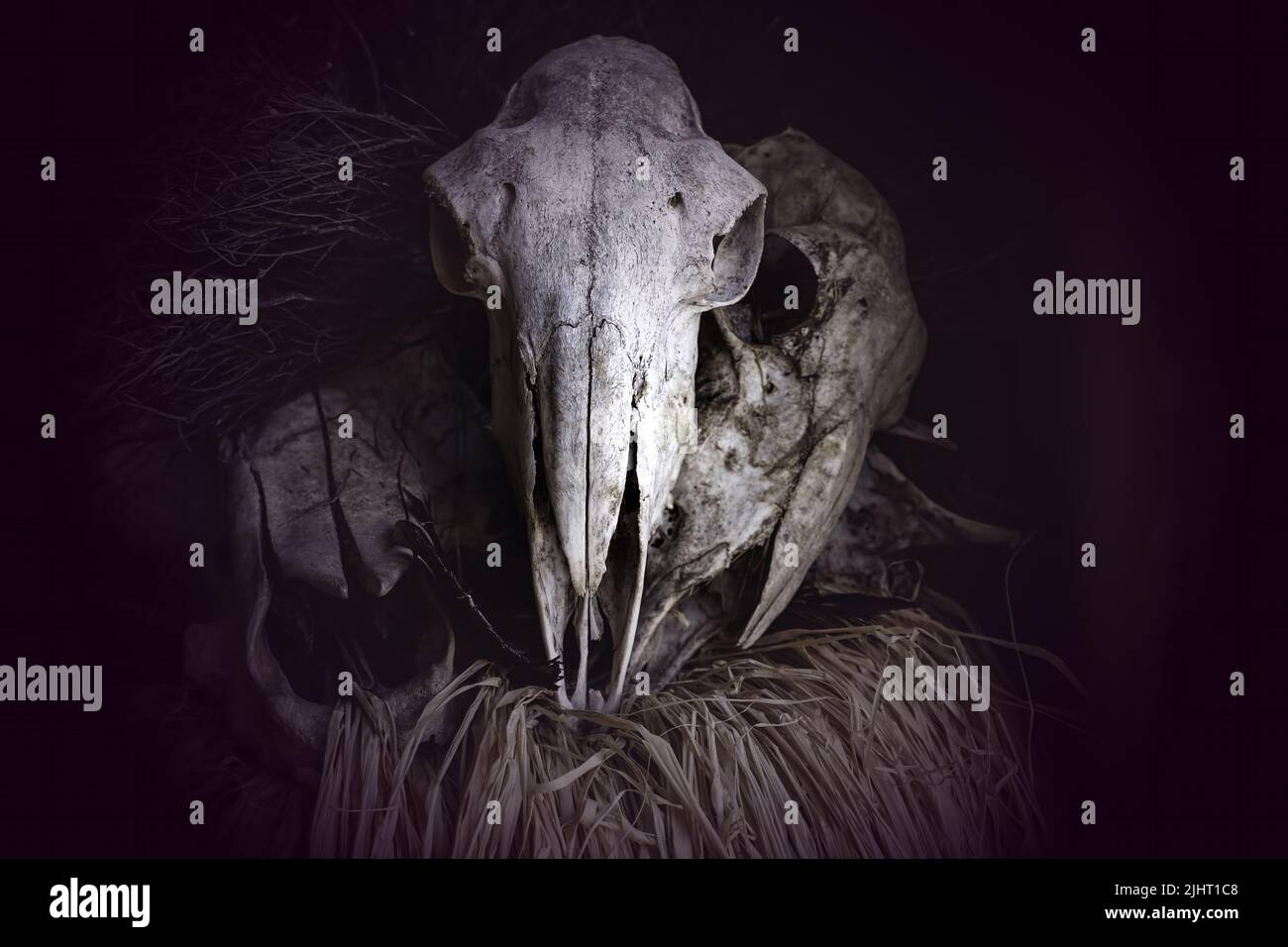 Detail of dead animal bones, witchcraft and superstition Stock Photo ...