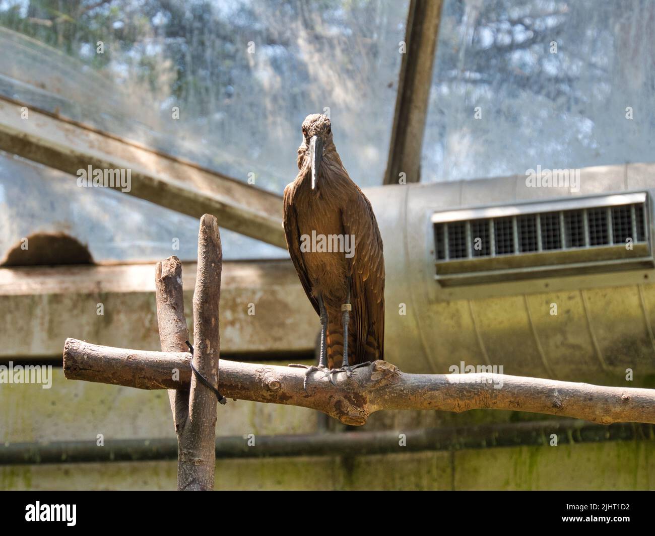 Hamerkop on branch hi-res stock photography and images - Alamy