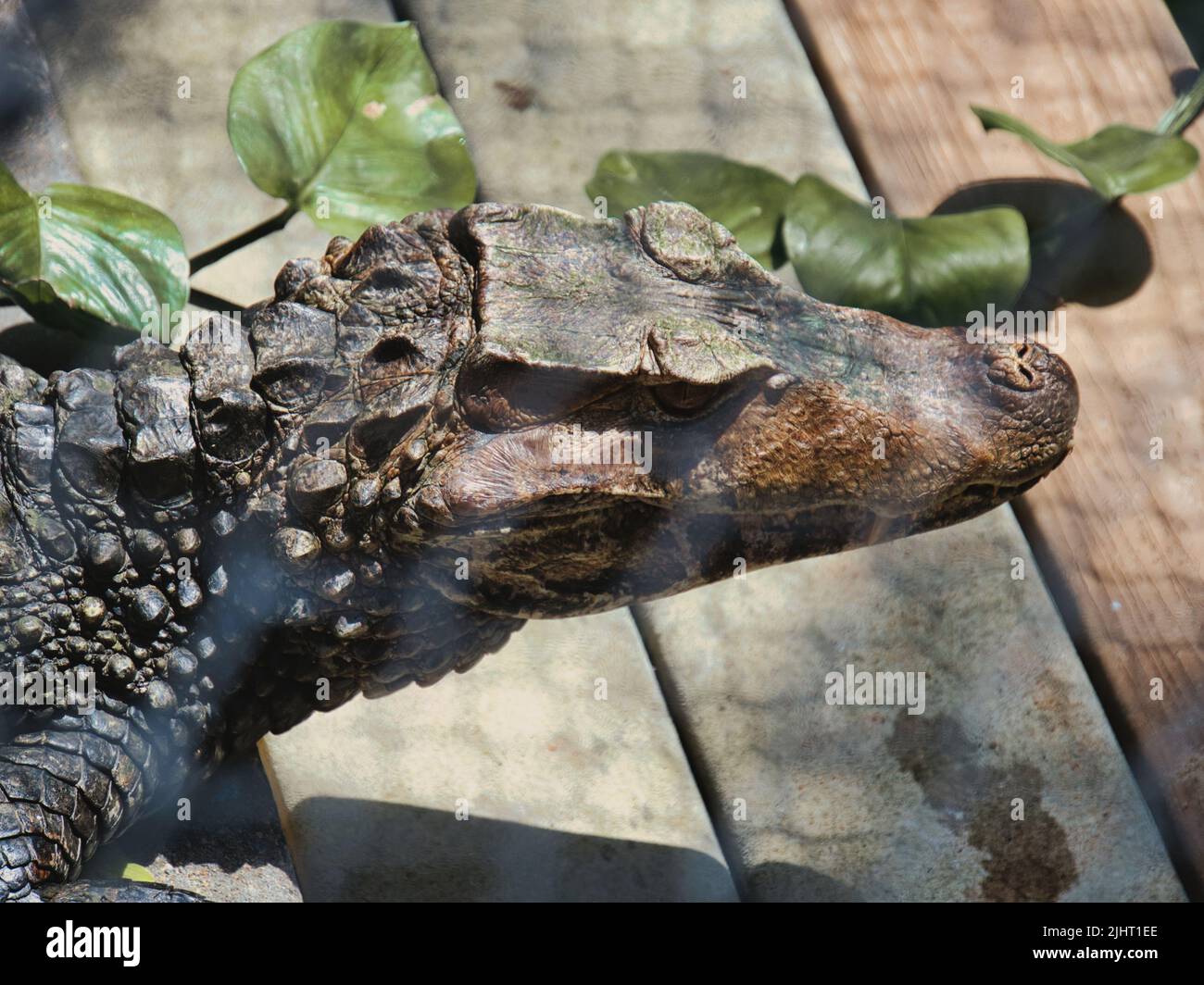 Dwarf cayman hi-res stock photography and images - Alamy