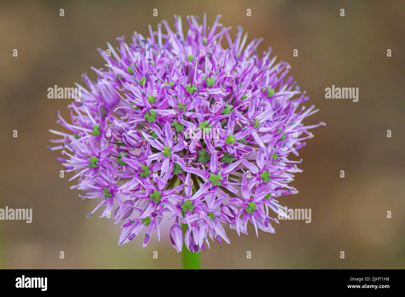 Pink allium bulb against blurry background Stock Photo - Alamy