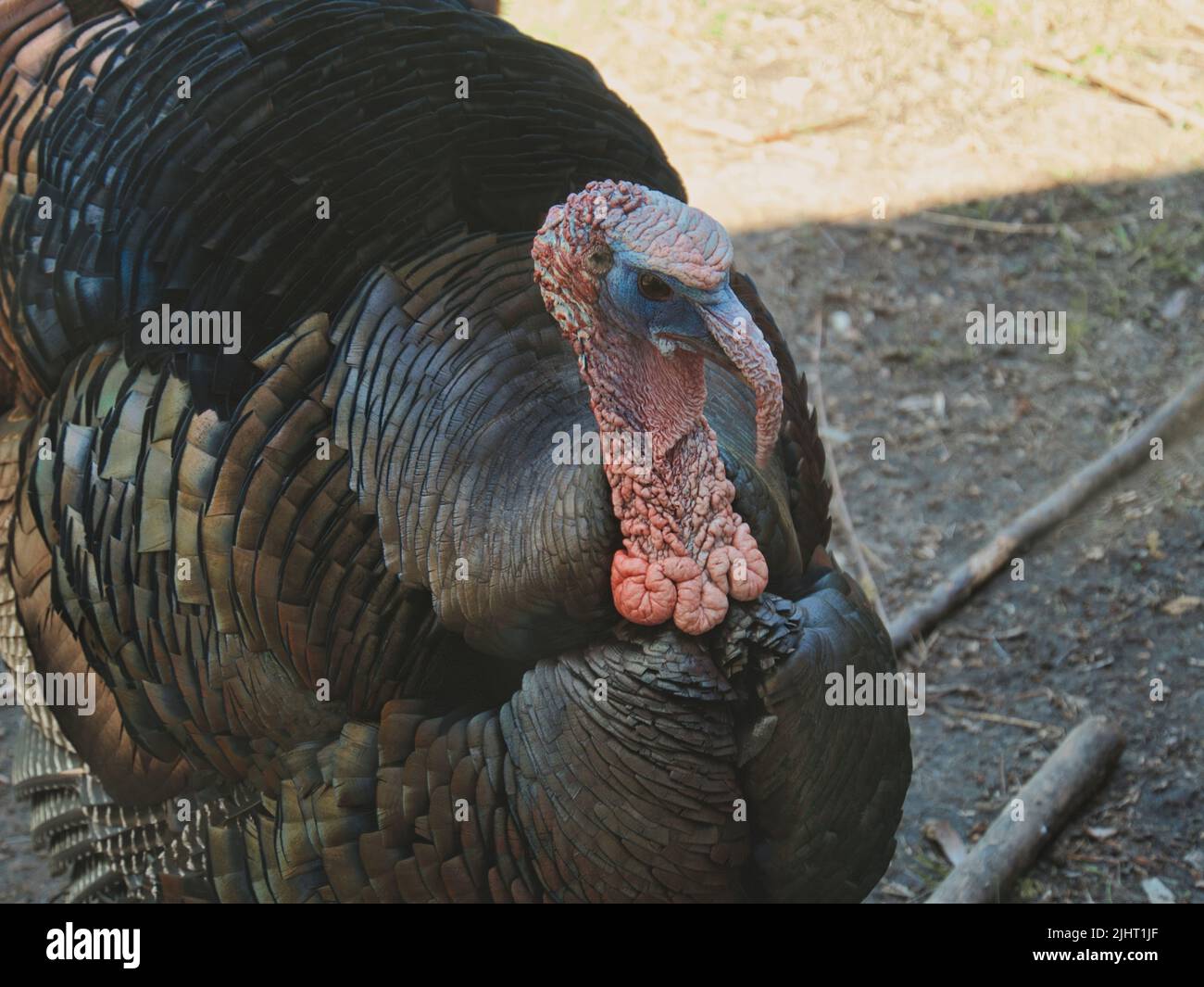 A closeup shot of a turkey looking to the side Stock Photo - Alamy