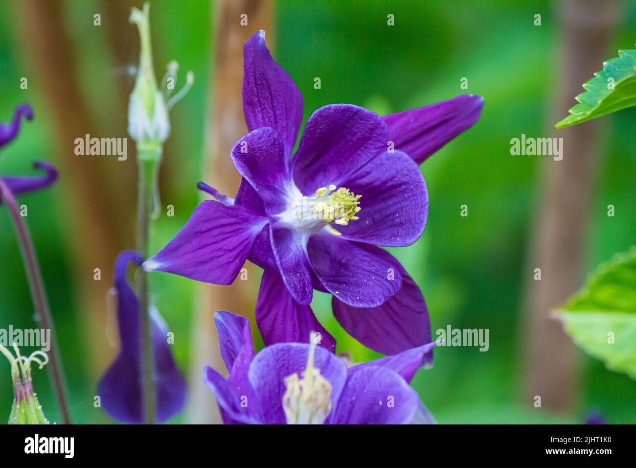 Bonnet species hi-res stock photography and images - Alamy
