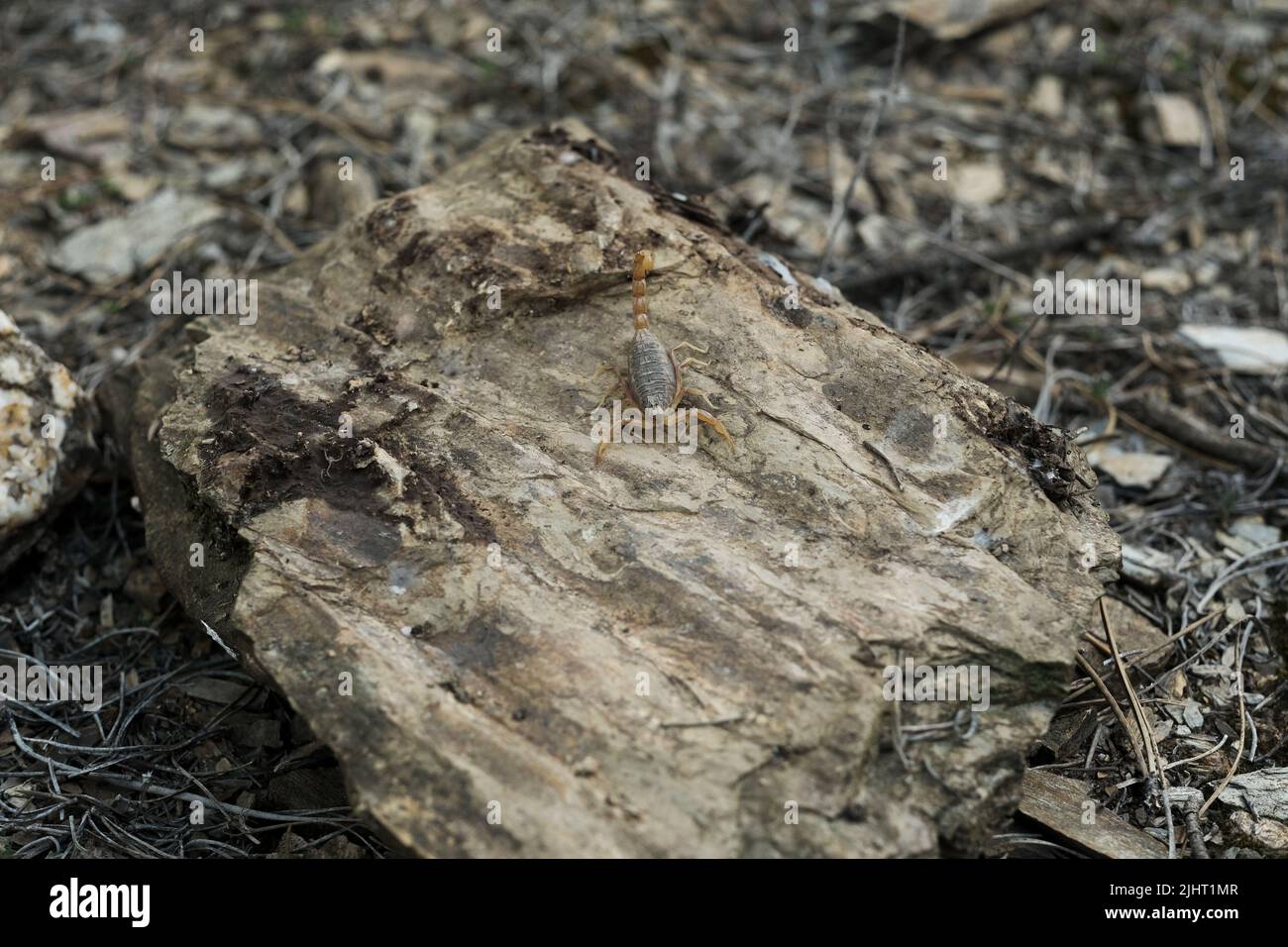 The high-angle view of a leiurus abdullahbayrami on a wooden surface ...