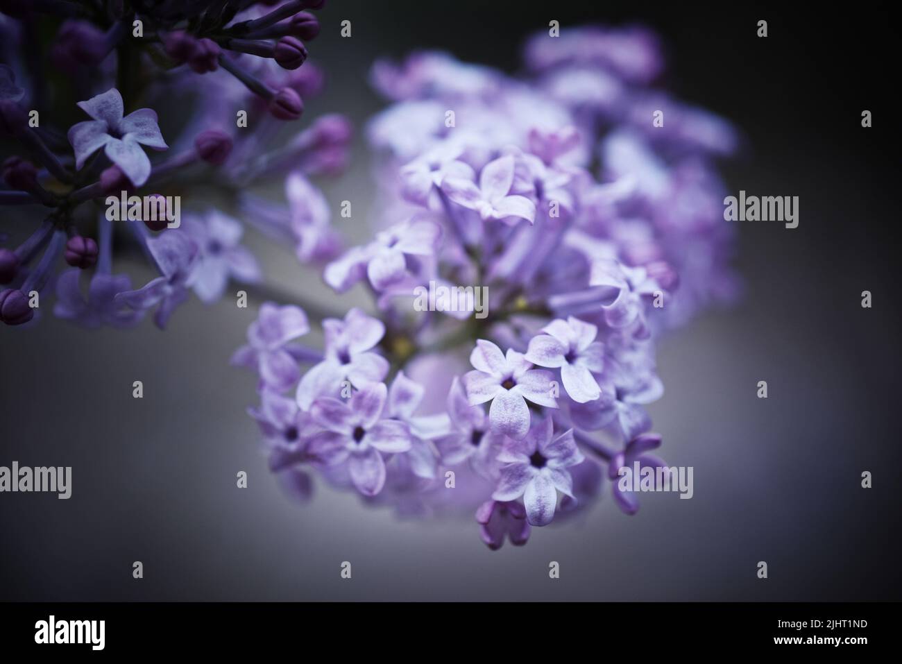 The close-up view of the purple common lilac flowers Stock Photo - Alamy