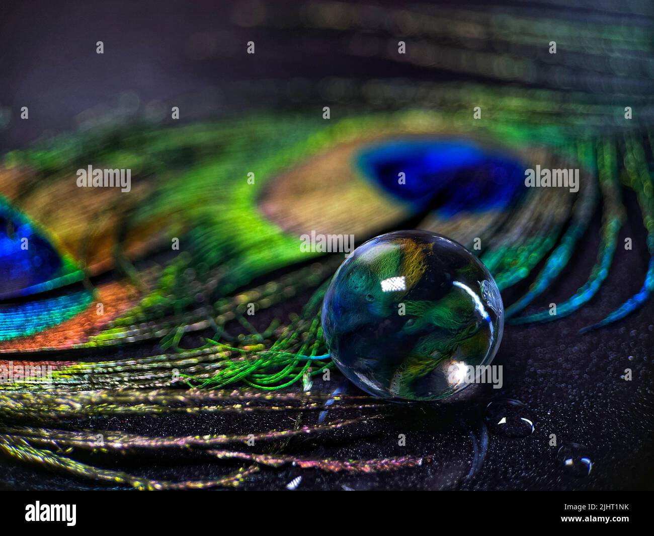 The close-up view of the hydrogel polymer ball on the peacock feathers ...