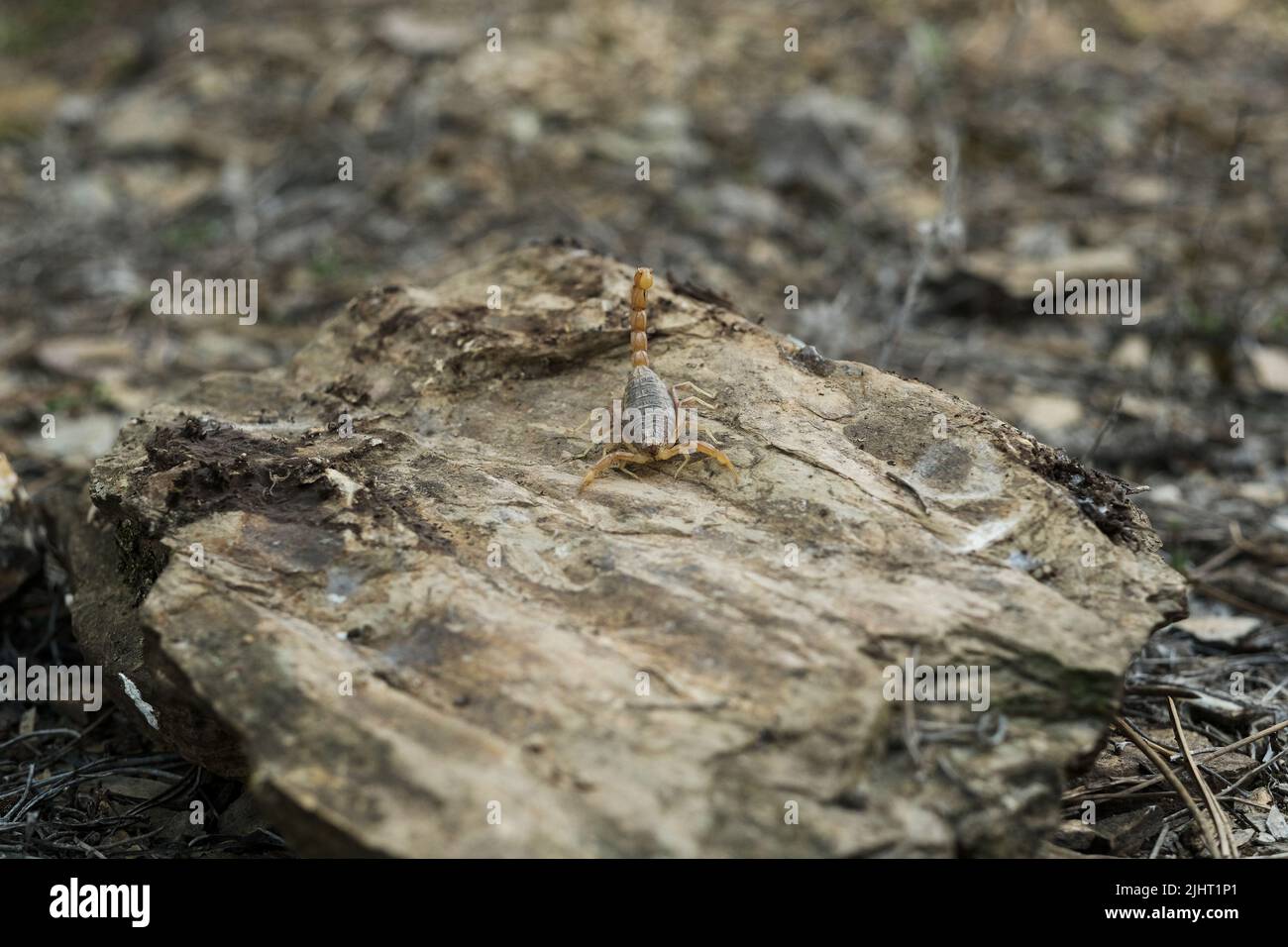 Leiurus abdullahbayrami hi-res stock photography and images - Alamy