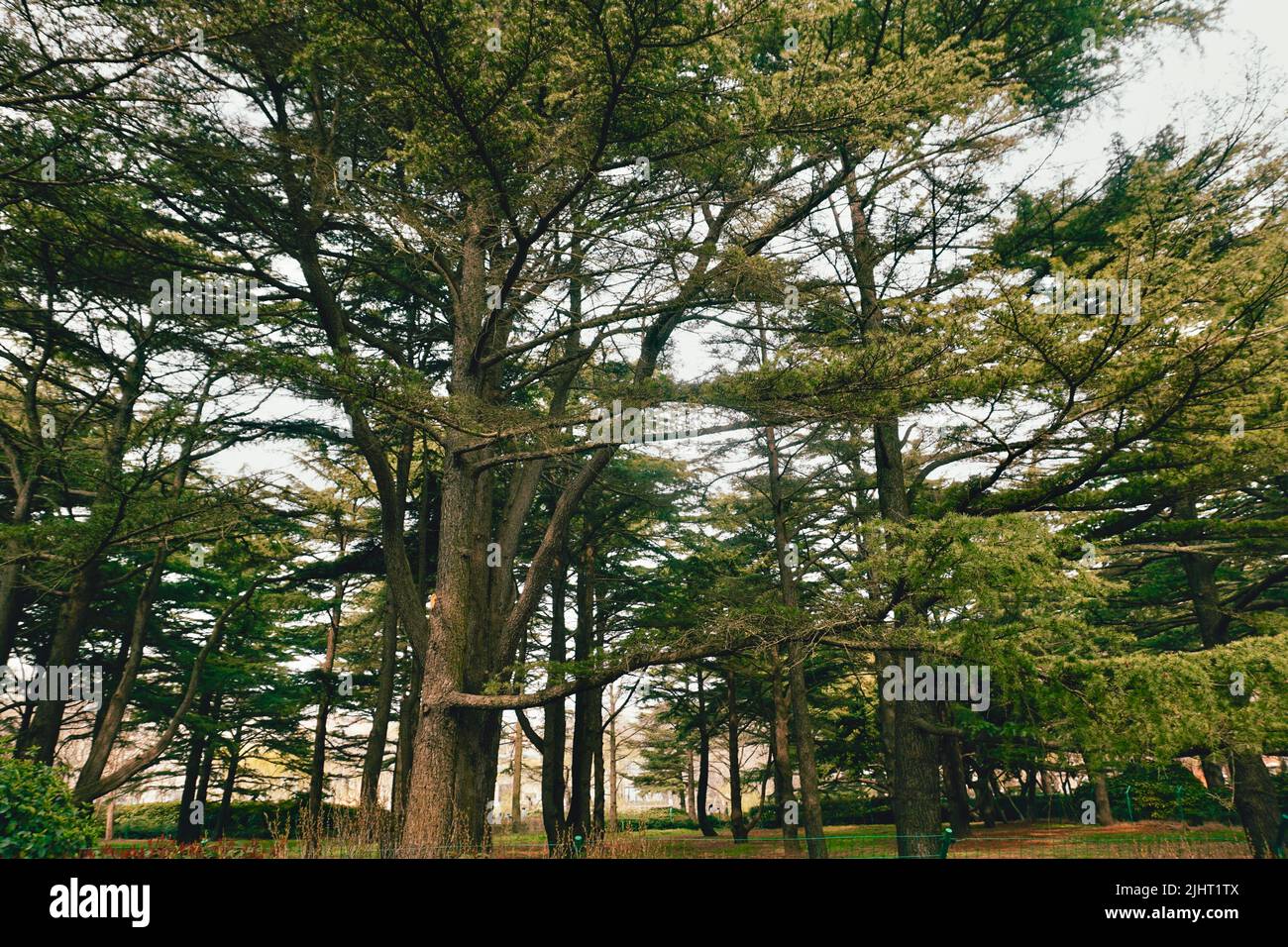 Woody greenery hi-res stock photography and images - Alamy