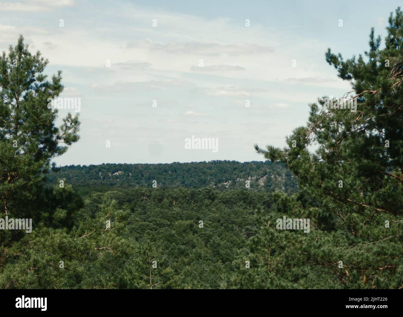 Photography of the forest of Barbizon in France. dimension ...