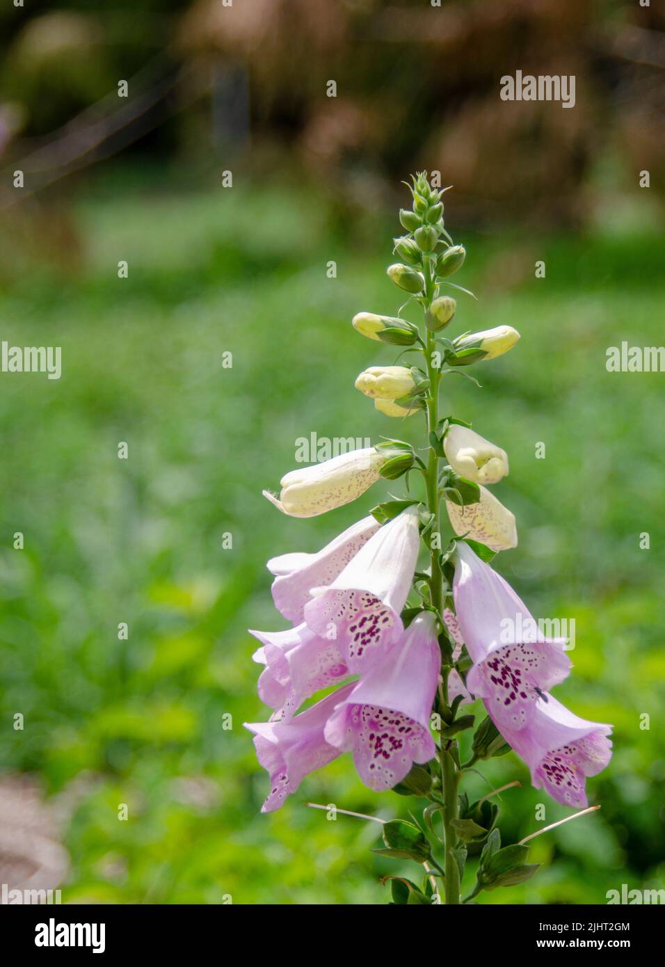A shallow focus of a digitalis in the field Stock Photo - Alamy