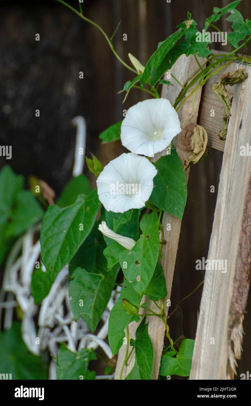 A vertical shot of a white Convolvulus arvensis Stock Photo - Alamy