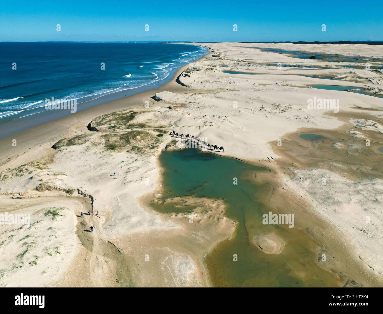 A camels in a beautiful huge sand dunes with a blue sky on the horizon ...
