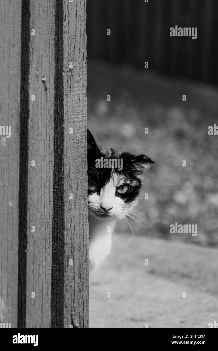A vertical shot of black and white cat looking behind woods Stock Photo ...