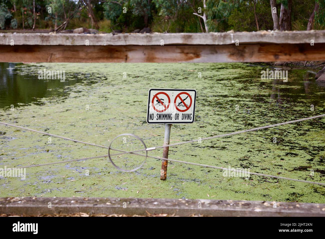A swamp covered with green vegetation with a no swimming sign attached ...