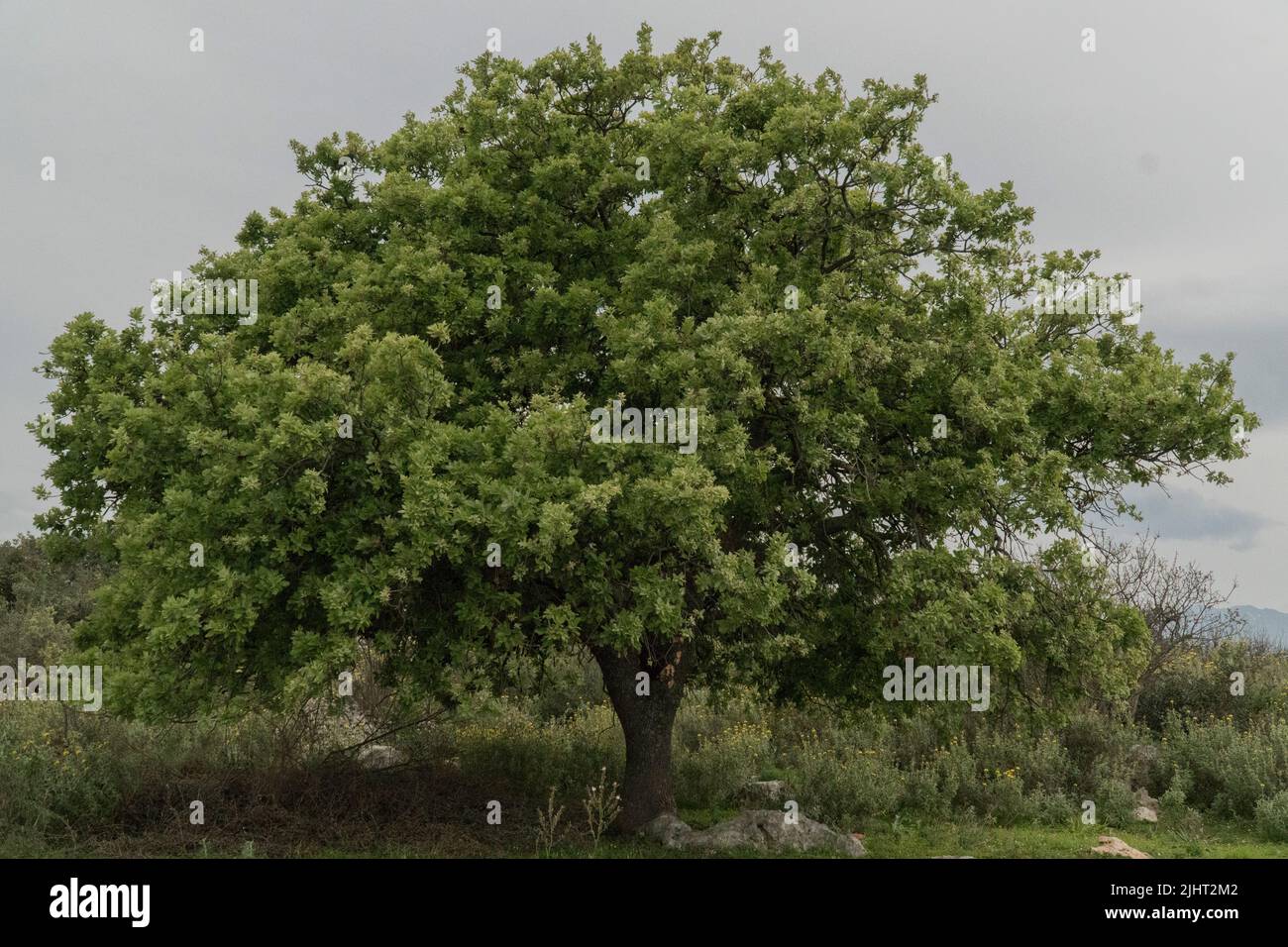 A huge deciduous beautiful tree with a small trees on the horizon Stock ...