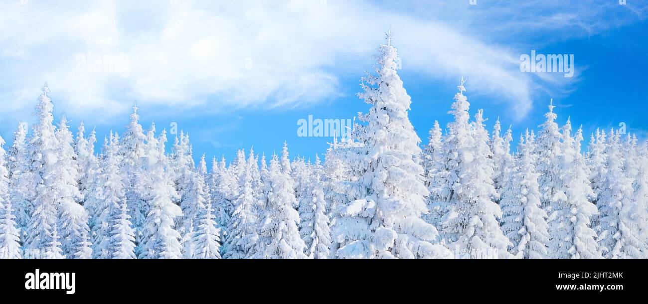 Winter vacation banner background with pine trees covered by heavy snow against blue sky with ...