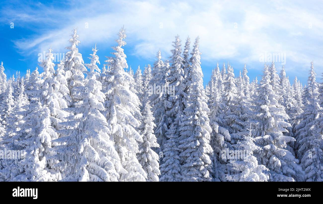 Winter vacation banner background with pine trees covered by heavy snow against blue sky with ...