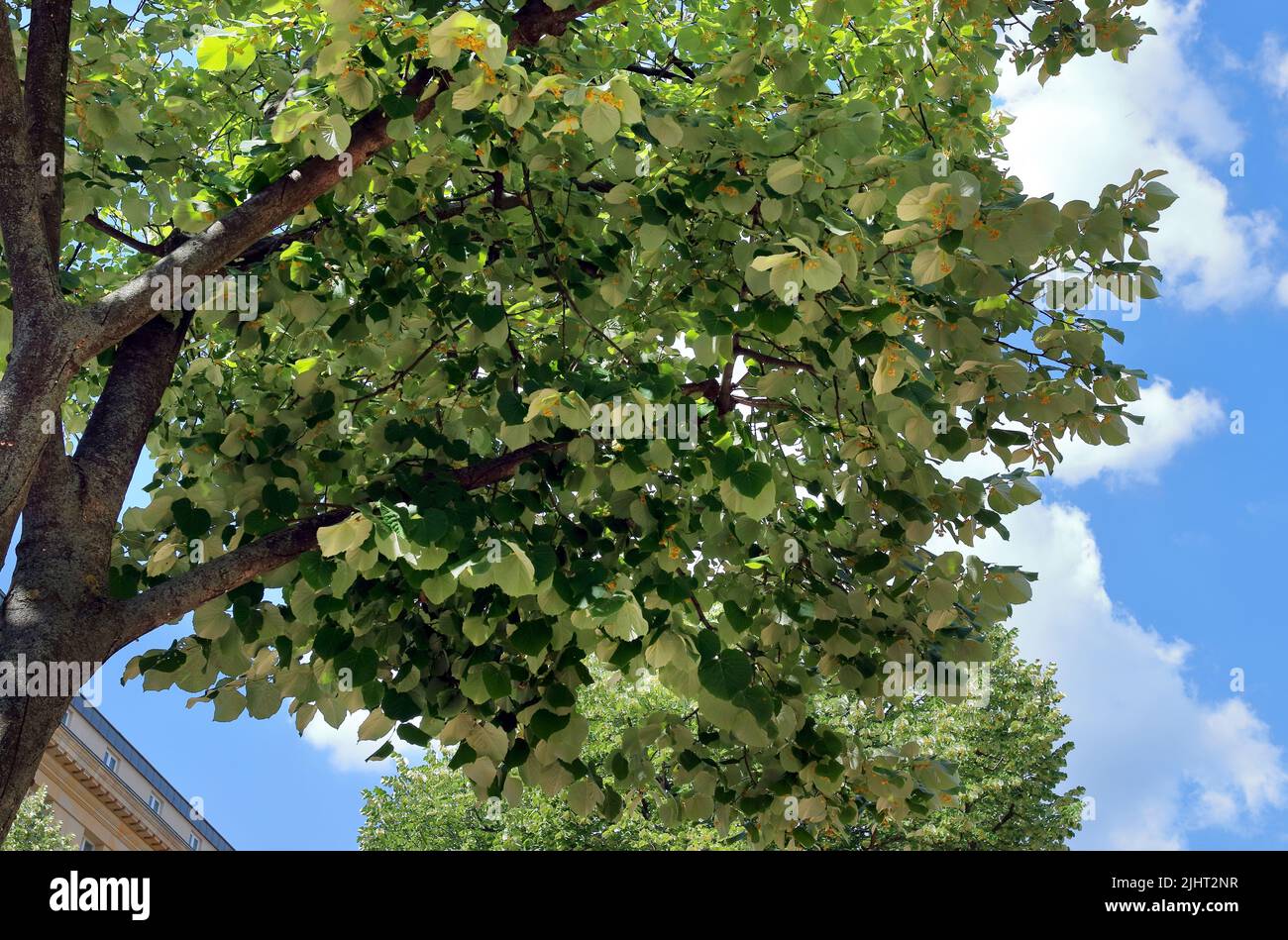 Lime tree or linden with dark and light colored leaves along the famous ...