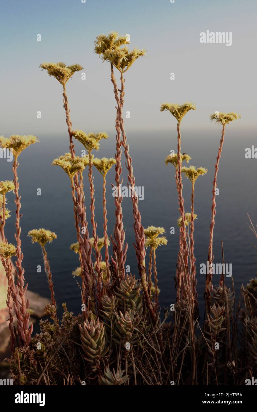 Sidelit leaves hi-res stock photography and images - Alamy