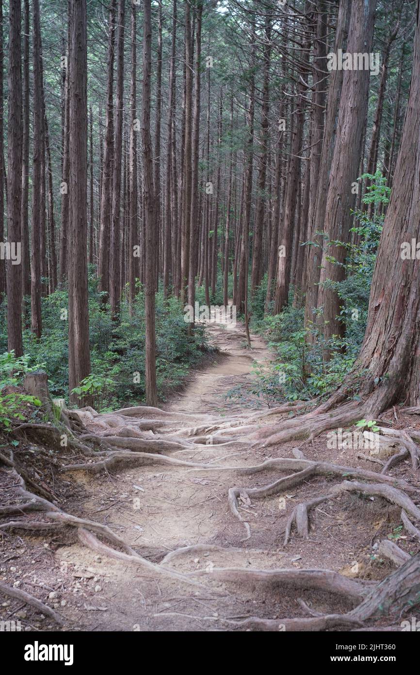A hiking path through the Oume hills in Japan Stock Photo - Alamy