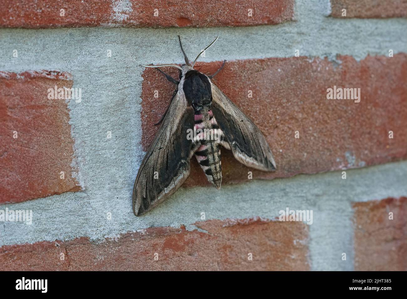 Closeup on the large Privet hawk-moth, Sphinx ligustri, hanging on a ...