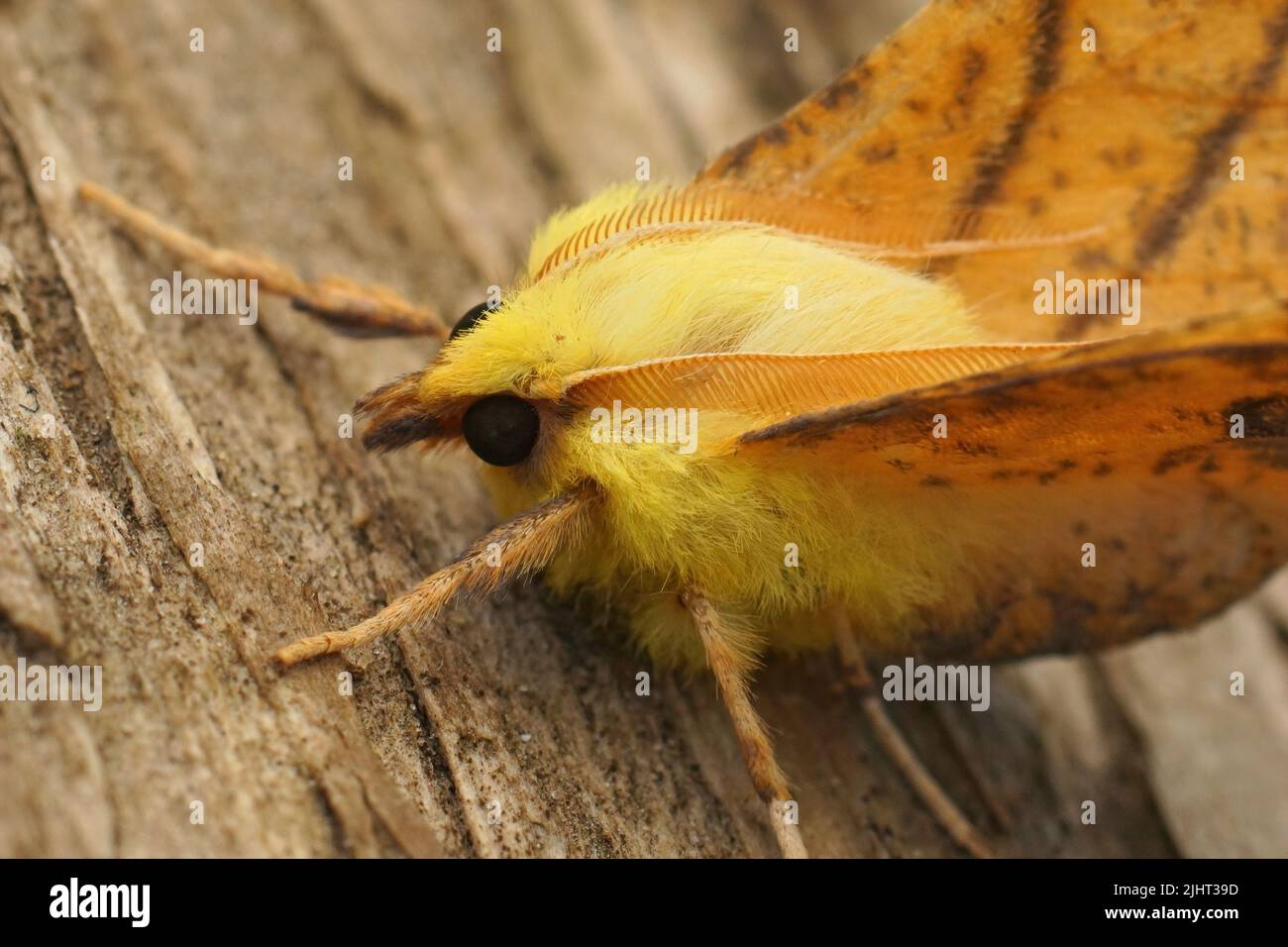 Detailed closeup on the Canary-shouldered Thorn geometer moth,Ennomos ...