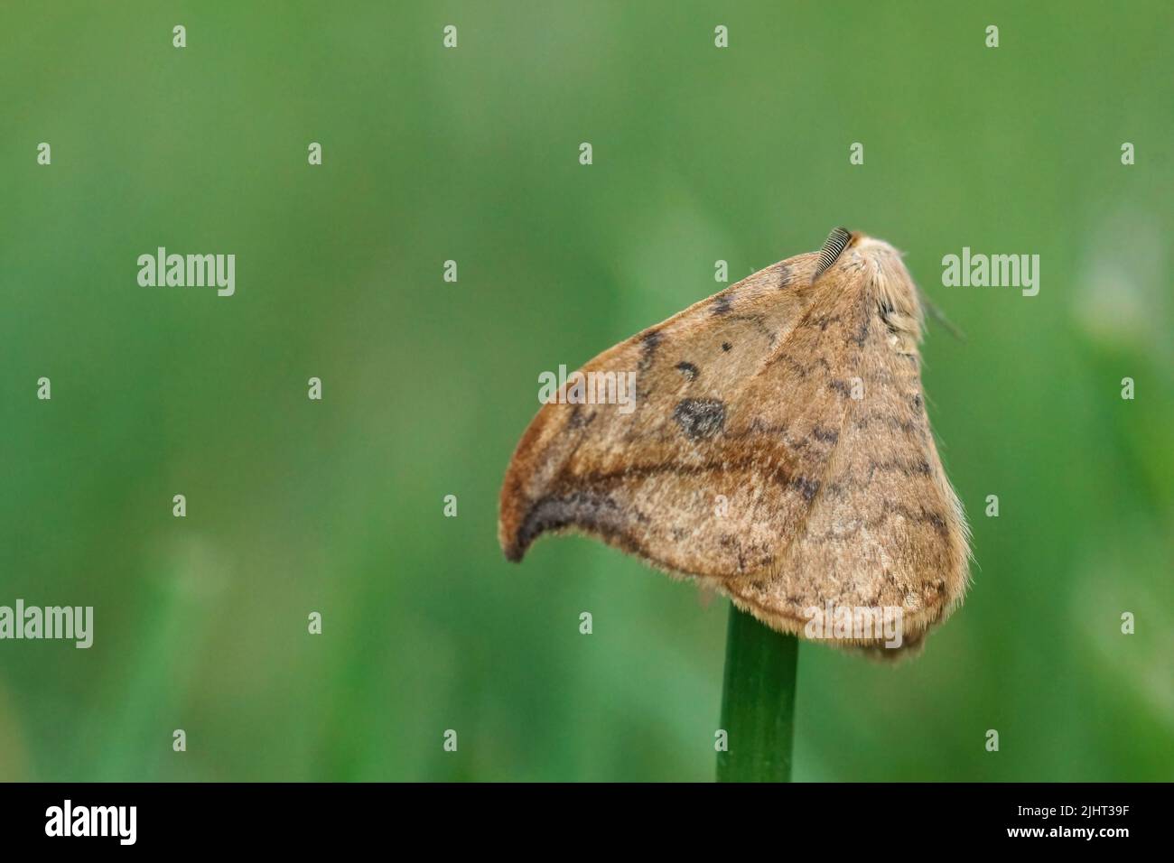 Drepana hi-res stock photography and images - Alamy