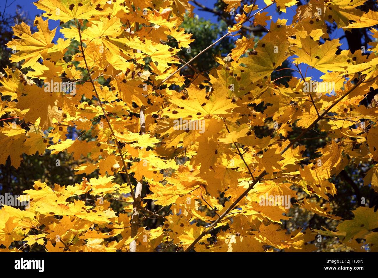 Yellow autumn leaves close-up. Maple leaves in autumn. Beautiful autumn ...