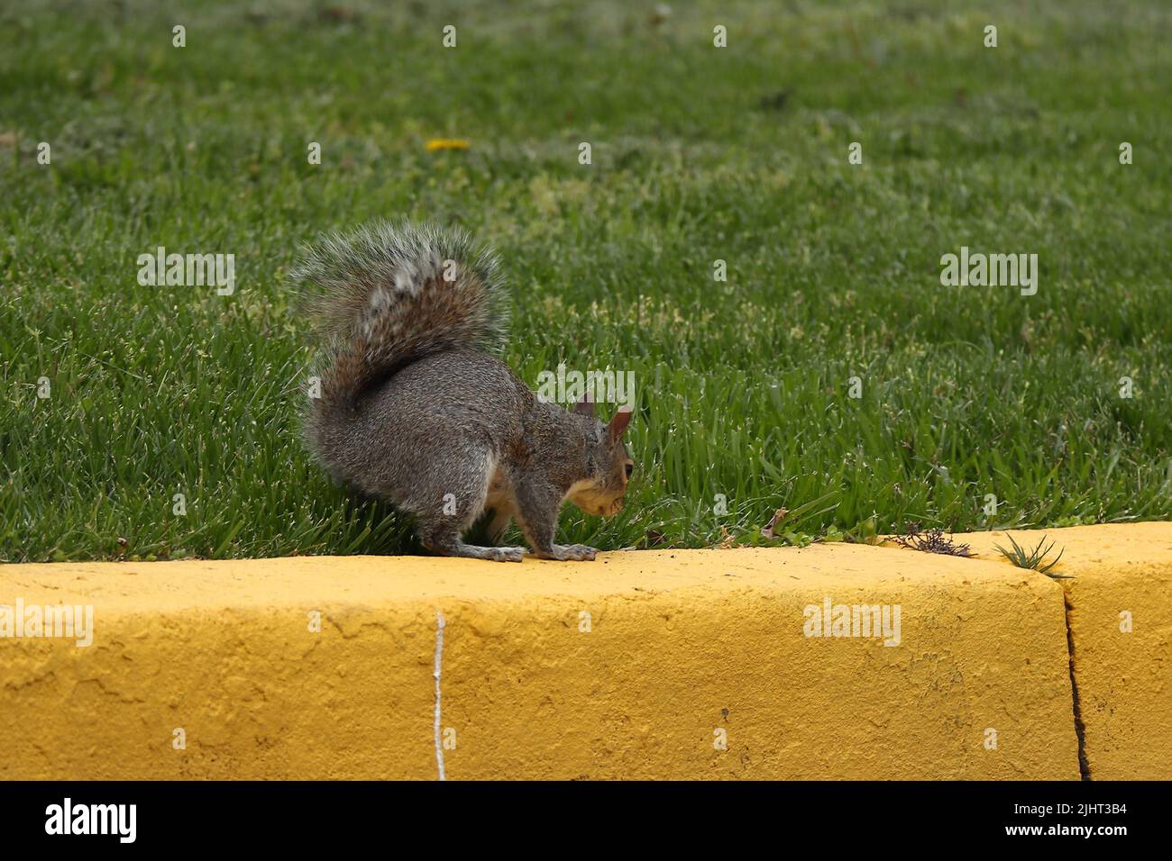 An adorable little squirrel walking on grass Stock Photo - Alamy
