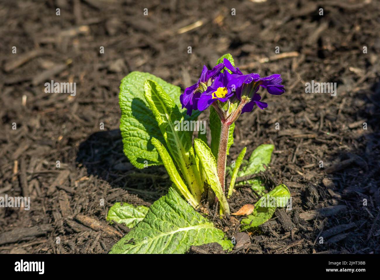 A close-up of beautiful purple primrose flowers growing in the garden ...