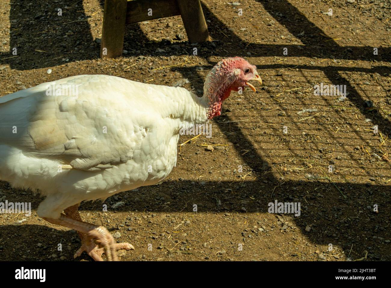 A close-up of a funny turkey bird on a farm Stock Photo - Alamy