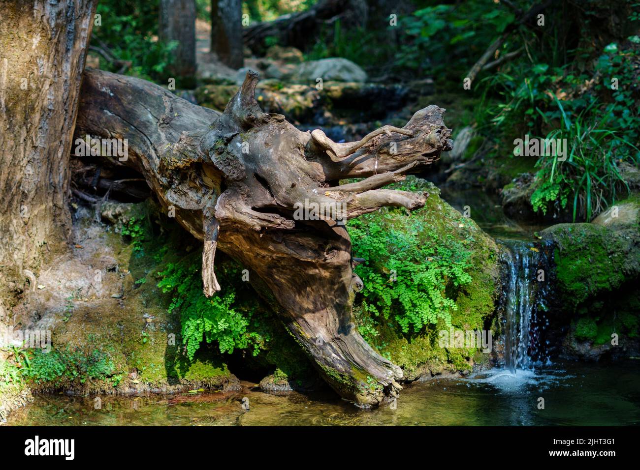 Lush, green landscape of a high mountain river with a huge tree root ...