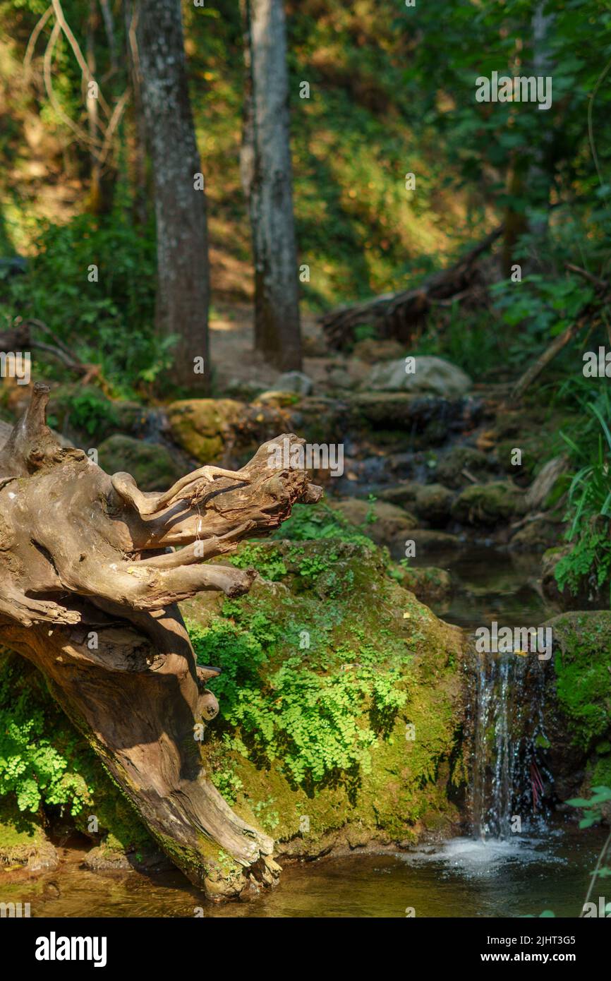 Lush, green landscape of a high mountain river with a huge tree root ...