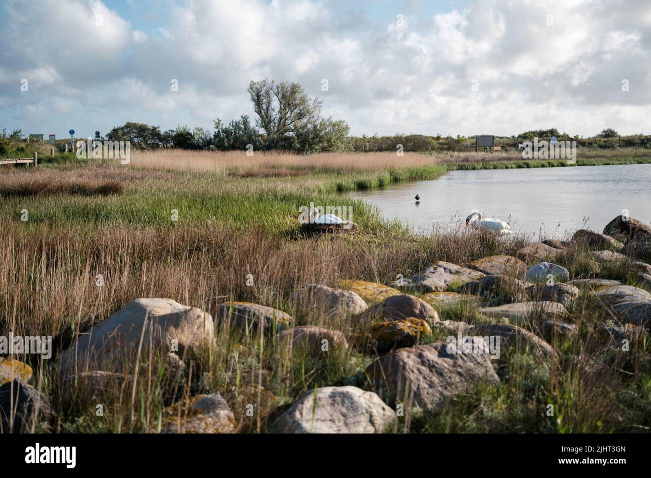 A swan breeding in a nest in a nature reserve in Heiligenhafen on the ...