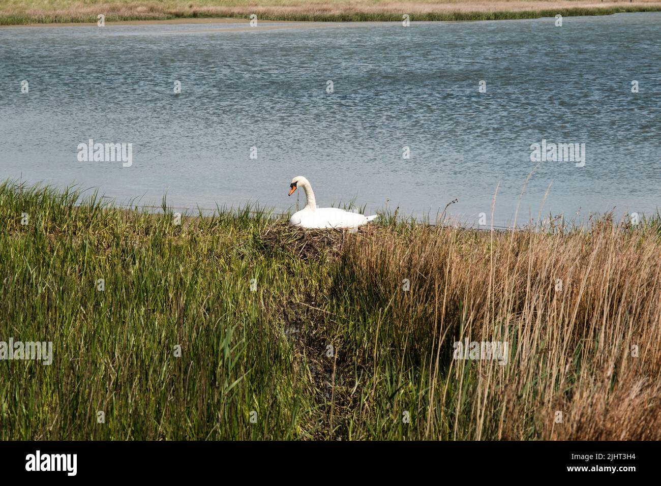 A swan breeding in a nest in a nature reserve in Heiligenhafen on the ...