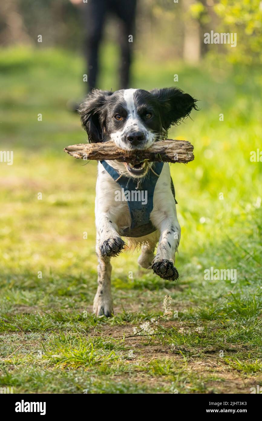Loki, a working cocker spaniel, running in the Beddington Farmlands nature reserve in Sutton ...