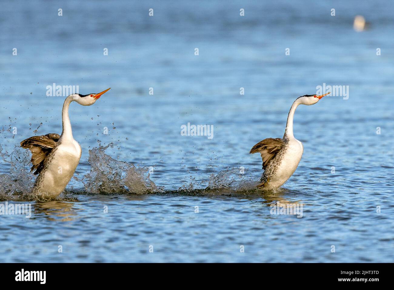 Dancing grebes hi-res stock photography and images - Alamy