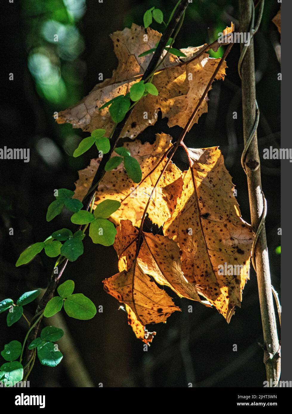 A vertical shot of a vine plant climbing on the branch of a Maple tree ...
