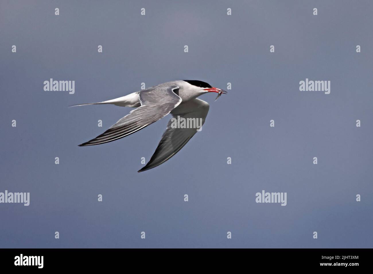 Common Tern in flight carrying food Cemyln Lagoon Anglesey UK Stock ...