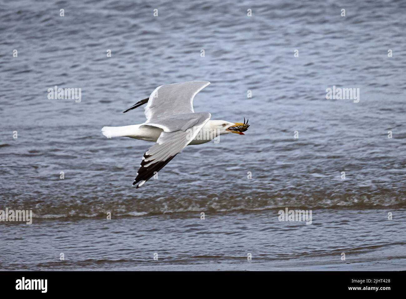 Herring Gull in flight carrying a crab Cemyln Lagoon Anglesey UK Stock ...