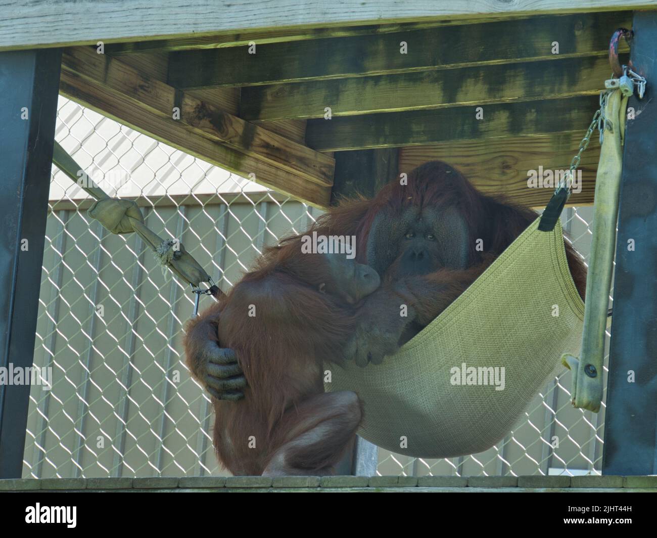 The orangutans at Topeka Zoo Conservation Center in Topeka Kansas Stock ...