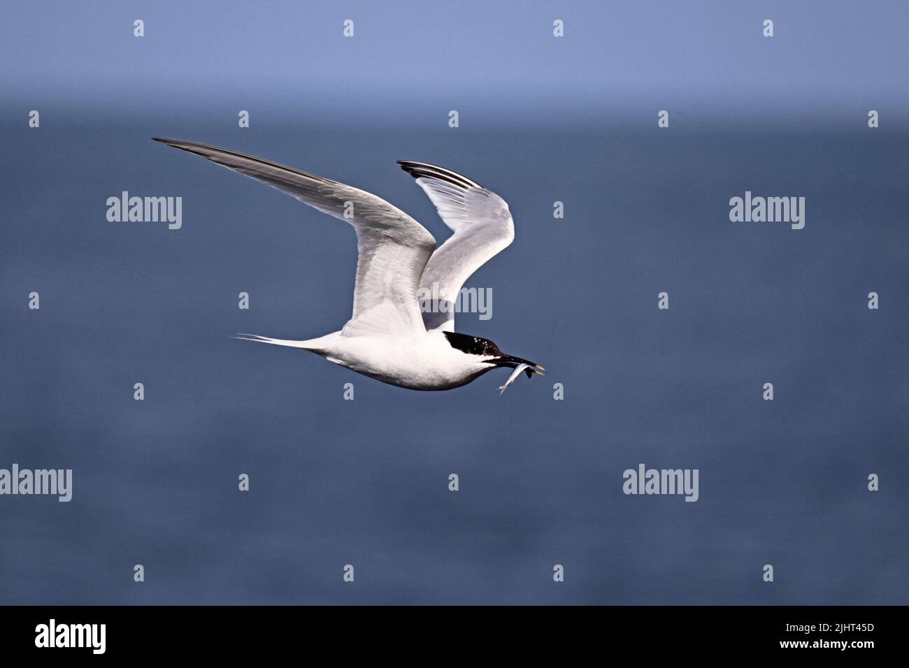 Sandwich Tern carrying food Tern in flight Cemyln Lagoon Anglesey UK ...