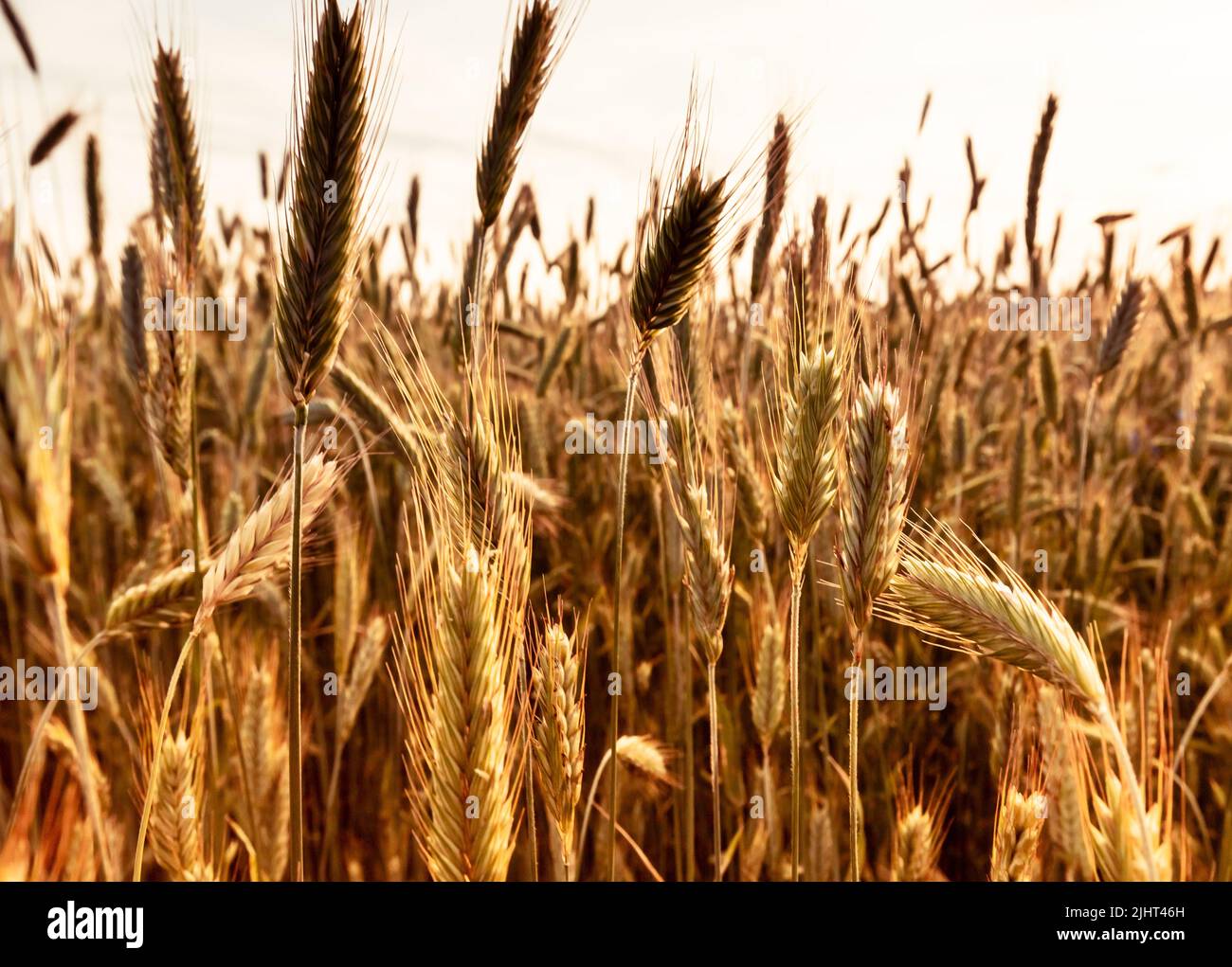 Golden Wheat Field High Resolution