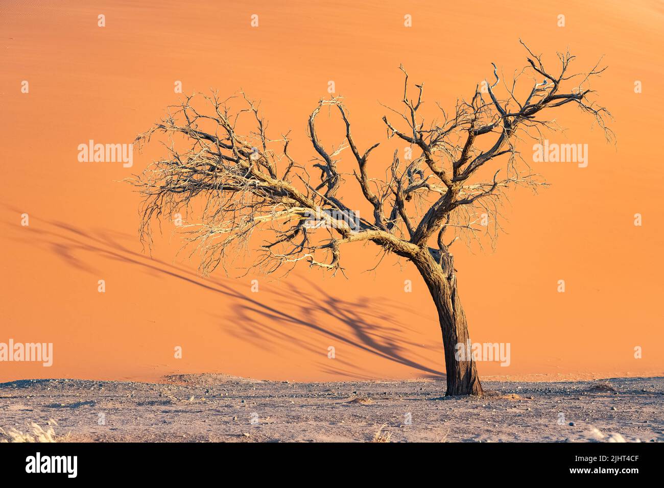 Namibia, the Namib desert, a tree isolated in the red dunes in ...