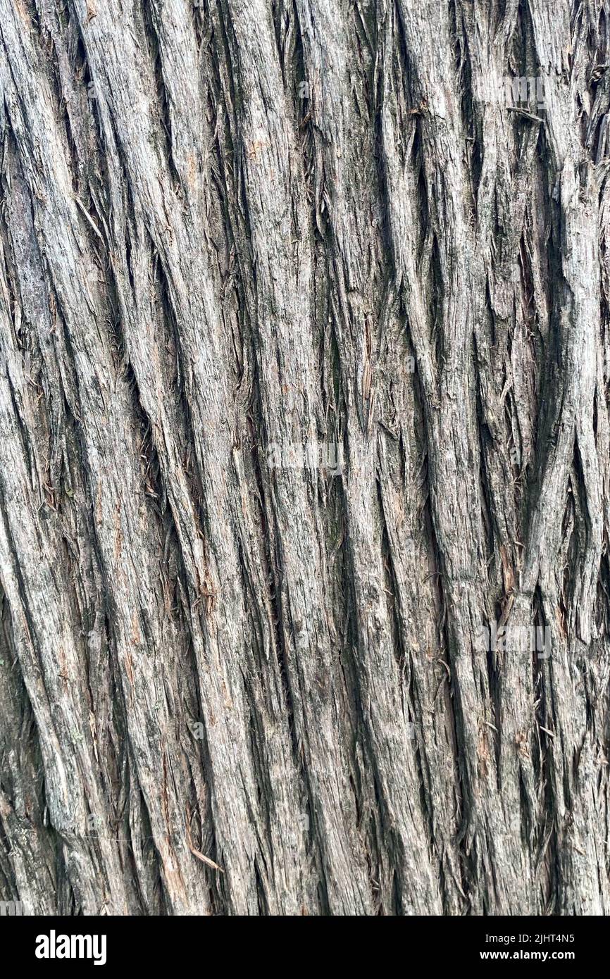 Closeup of rough trunk bark surface texture of an old cypress tree ...